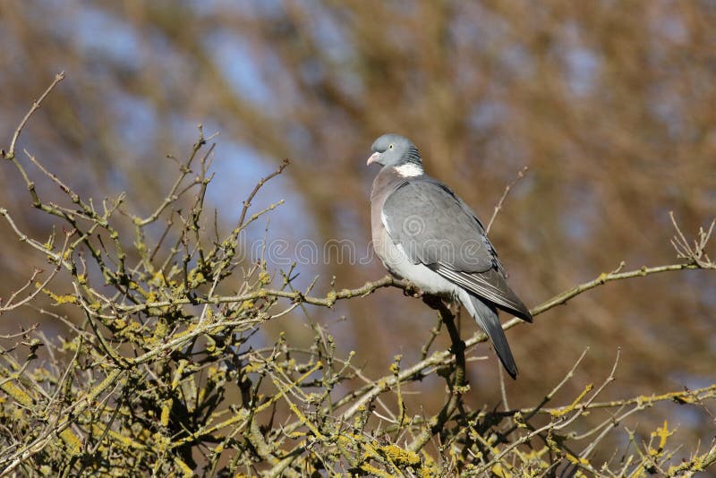 Palumbus Del Columba, Woodpigeon Fotografia Stock - Immagine di uova ...