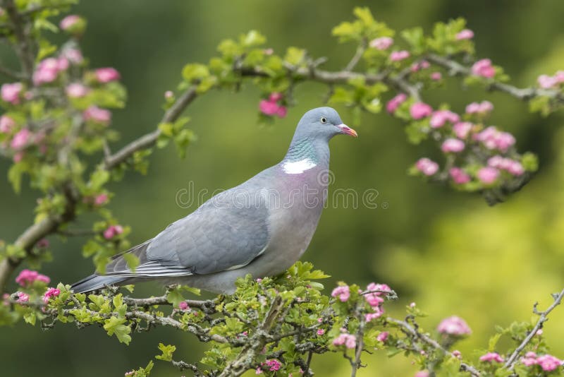 Primo Piano Di Un Colombaccio, Palumbus Di Columba, Whil Dell'uccello ...