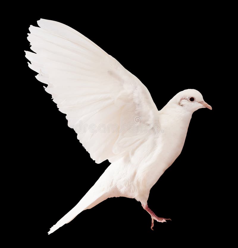 Colombe en vol 10 de blanc photo stock. Image du gracieux - 2114224
