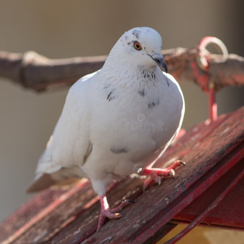 La Colombe Blanche Boit L'eau Image stock - Image du oiseaux, magma ...