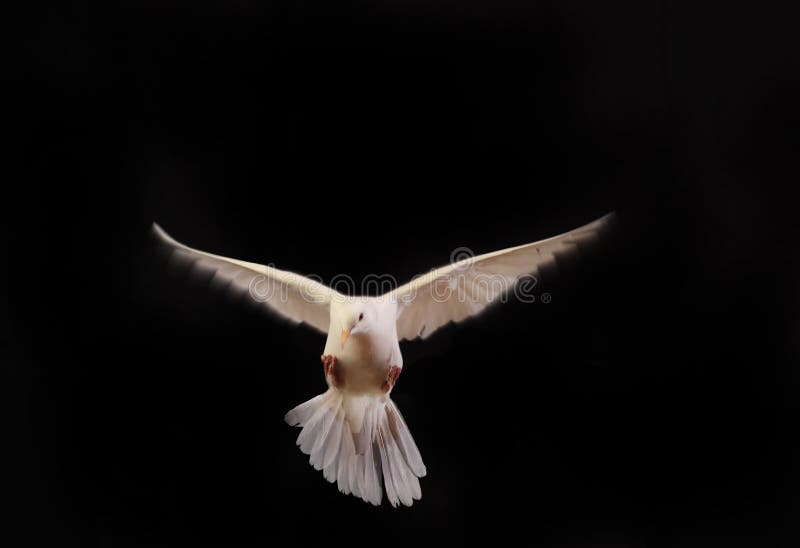Colombe en vol 10 de blanc photo stock. Image du gracieux - 2114224