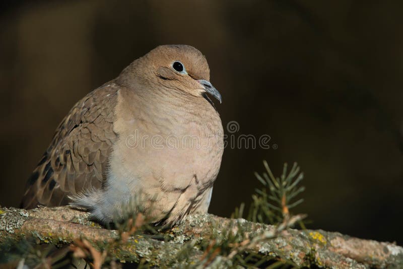 Colombe de deuil image stock. Image of rivages, birdwatching - 108438409