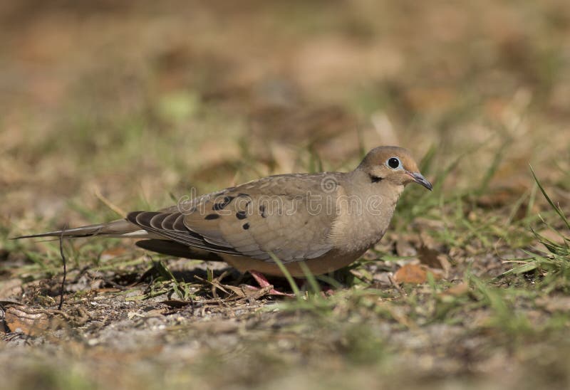 Colombe de deuil photo stock. Image du nature, colombe - 113607504