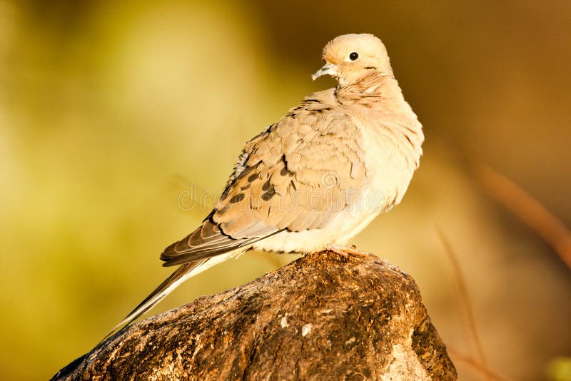 Colombe de deuil image stock. Image du séance, faon, beige - 19247115