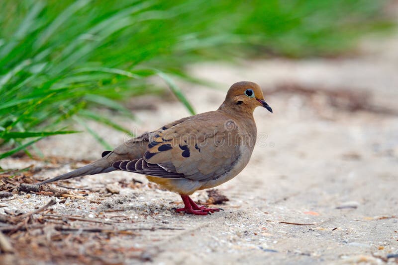 Colombe de deuil image stock. Image du nature, couleurs - 19550971