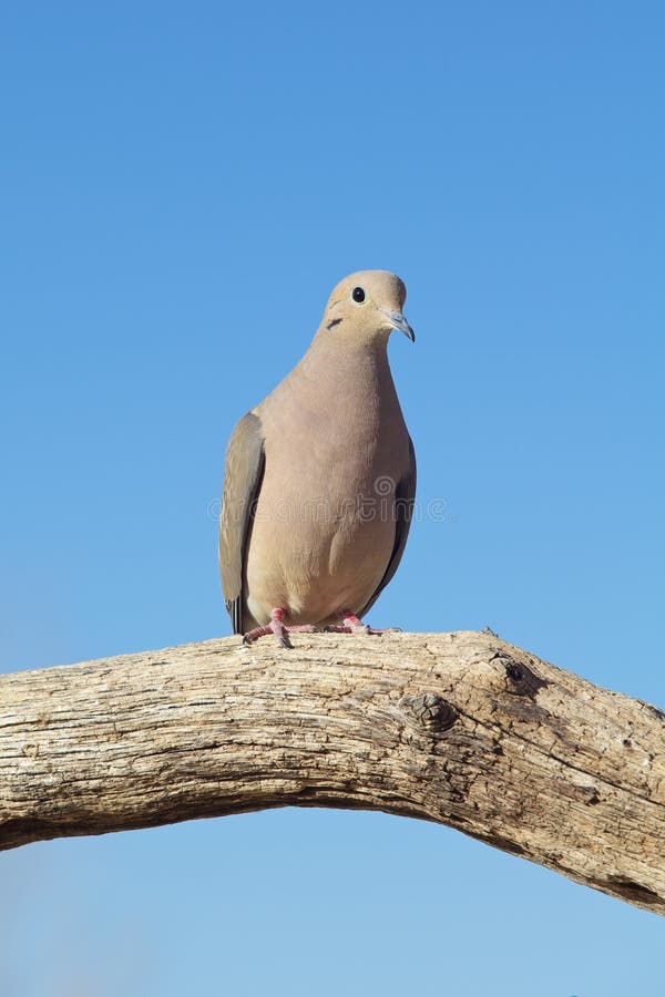 Colombe de deuil image stock. Image du faune, migrateur - 13059555