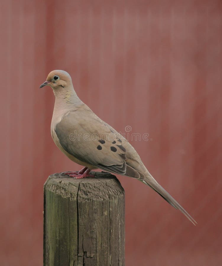 Colombe de deuil II photo stock. Image du espace, feathered - 11031894