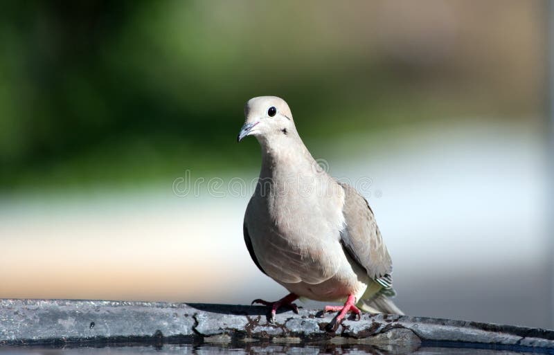 Colombe de deuil II image stock. Image of nature, faune - 36739733
