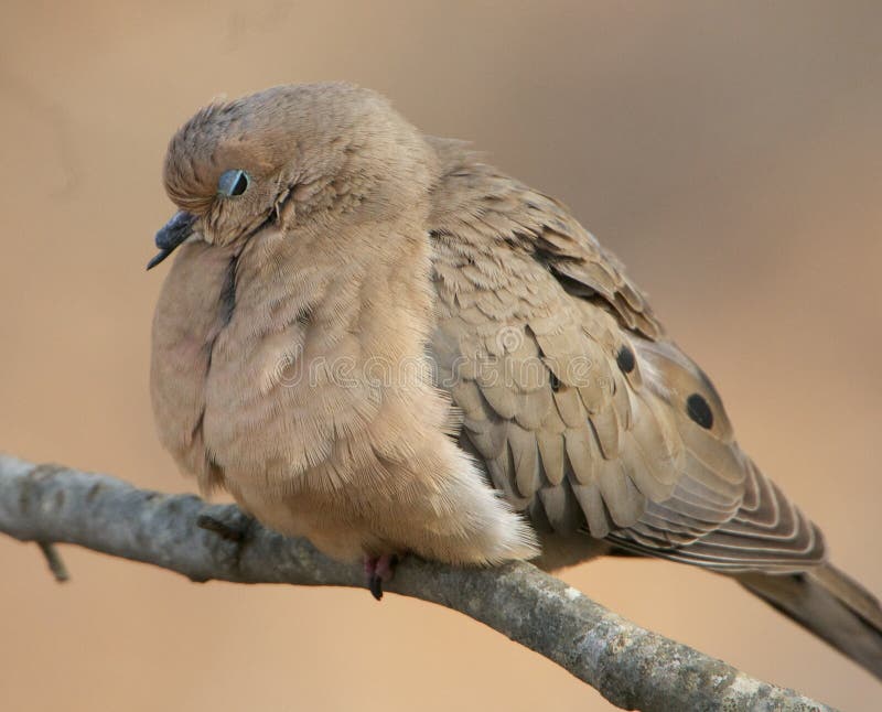 Colombe De Deuil Somnolente Photo stock - Image du colombe, nature ...