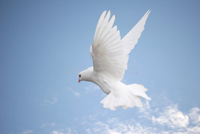 Colombe en vol image stock. Image du pureté, colombe - 16757855