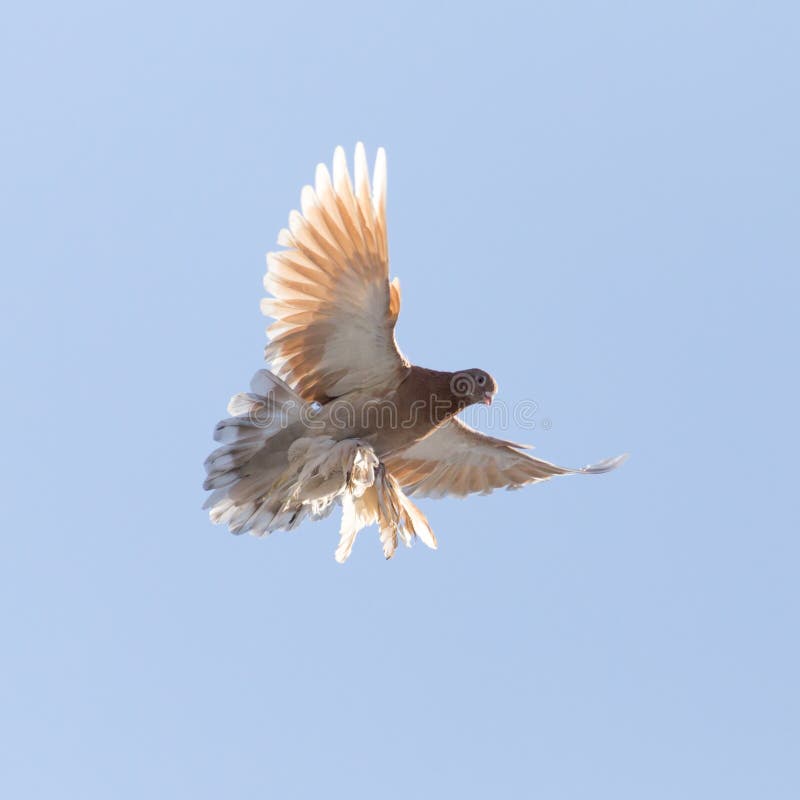 Colombe En Vol Dans Le Ciel Photo stock - Image du mouvement, oiseau ...