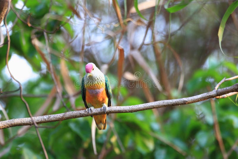 Blanc De Rose Crowned Fruit Dove Against Photo stock - Image du tribune ...