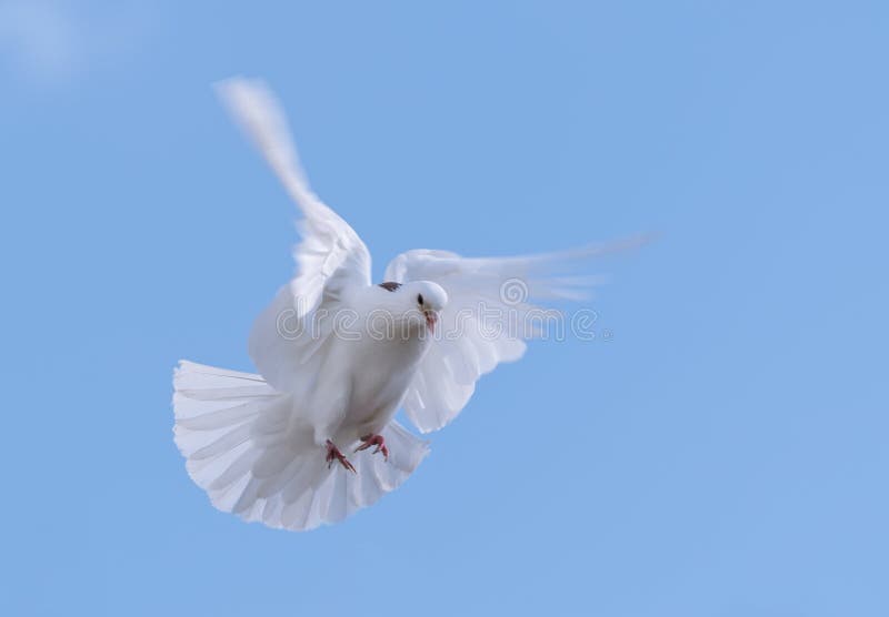 Colombe en vol 10 de blanc photo stock. Image du gracieux - 2114224