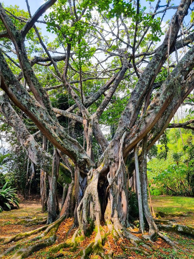 Colombia, Cali, Banyan Tree Centuries Old Stock Photo - Image of grass ...