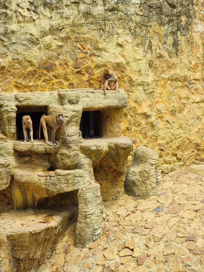 Colombia, Cali, Monkeys at the Zoo Editorial Image - Image of male ...