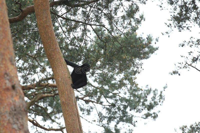 Colombian Black Spider Monkey Stock Photo - Image of colombian, animal ...