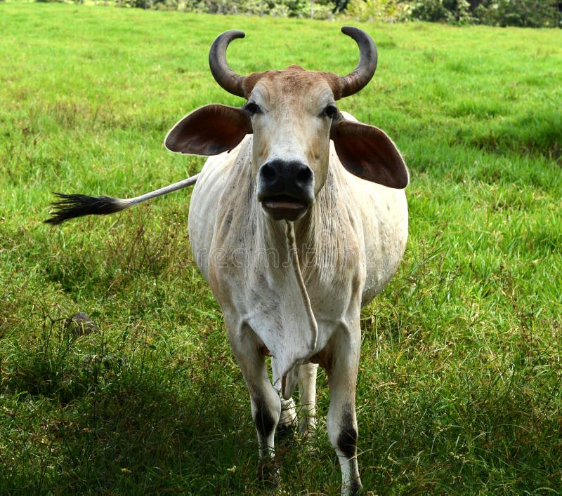 Colombian cow stock image. Image of pasture, breeding - 31645923
