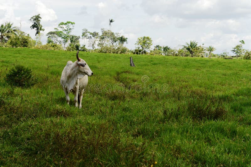 Colombian cow stock photo. Image of pasture, cattle, field - 31646132