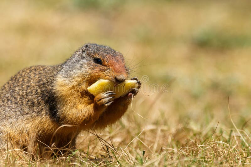 Colombian Ground Squirrel Holding and Eating Food Stock Image - Image ...
