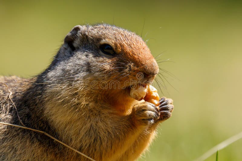 Colombian Ground Squirrel Holding and Eating Food Stock Image - Image ...
