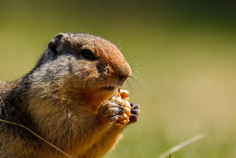 Colombian Ground Squirrel Holding and Eating Food Stock Image - Image ...