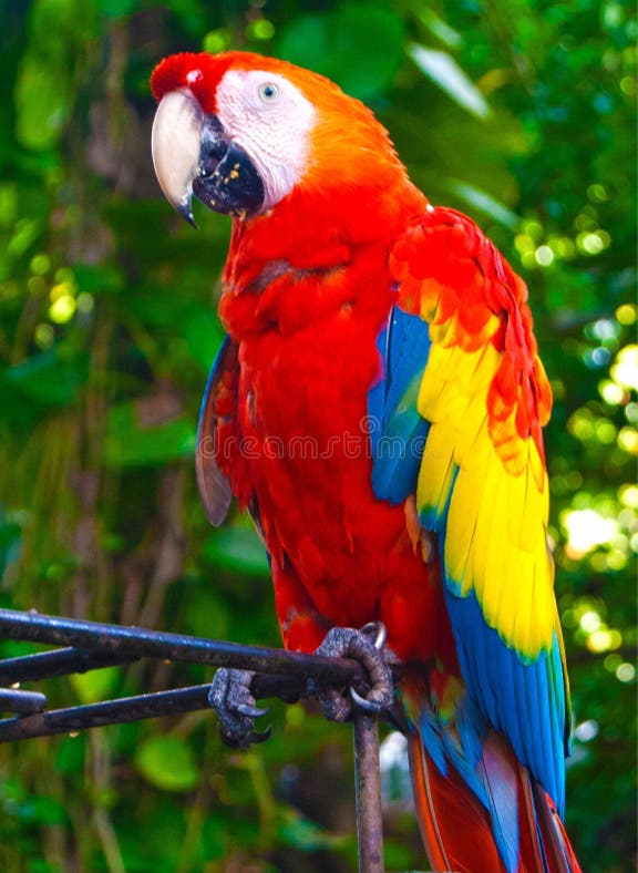 Colombian macaw stock image. Image of flag, macaw, colombian - 82292937