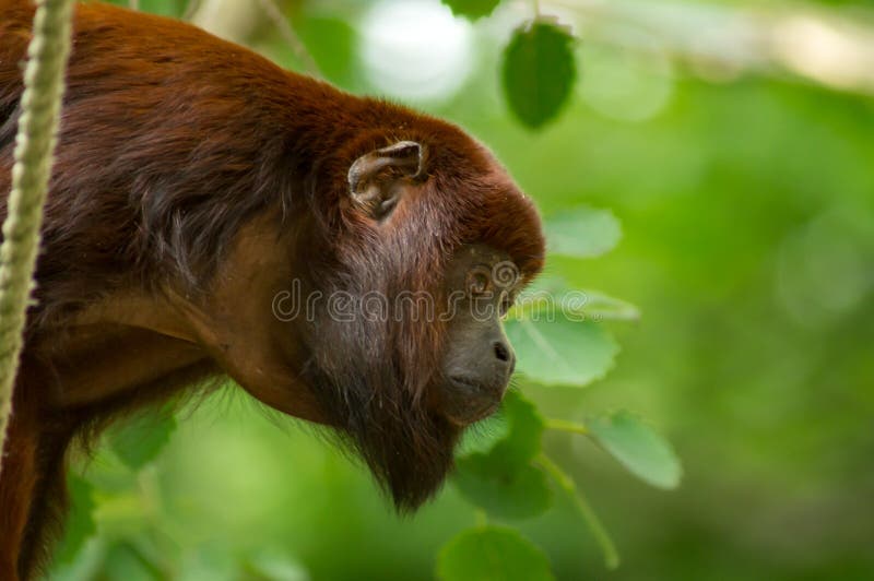 Colombian red howler stock image. Image of mammal, world - 246395213
