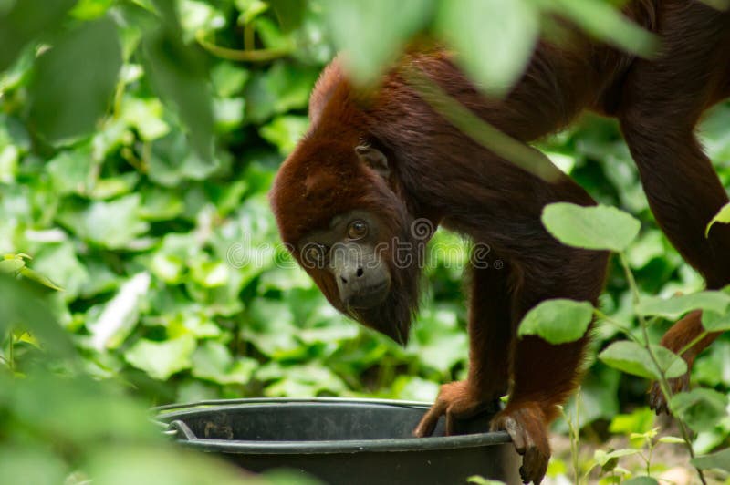 The Colombian Red Howler or Venezuelan Red Howler Stock Image - Image ...