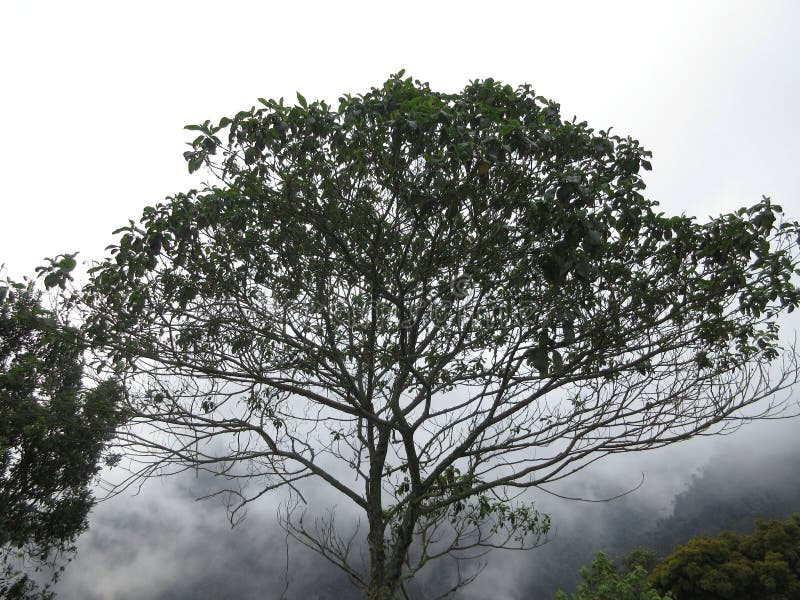 Colombian tree park stock image. Image of branches, pretty - 107843991