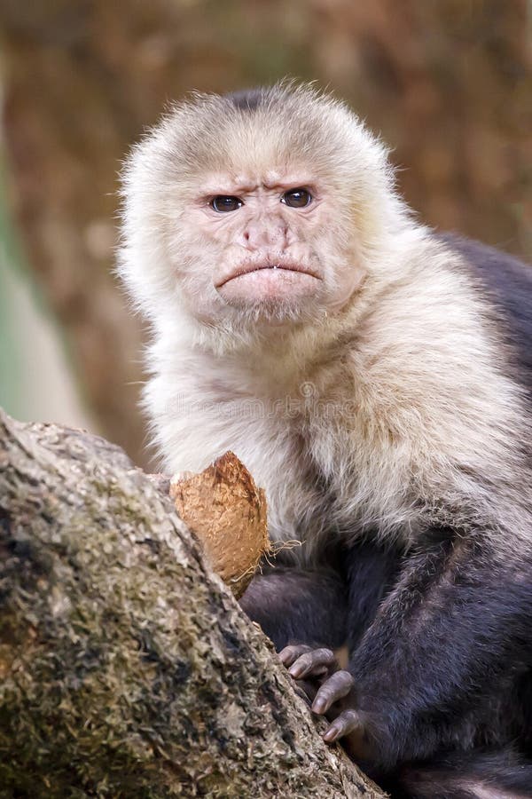 Colombian White-faced Capuchin Cebus Capucinus Stock Photo - Image of ...