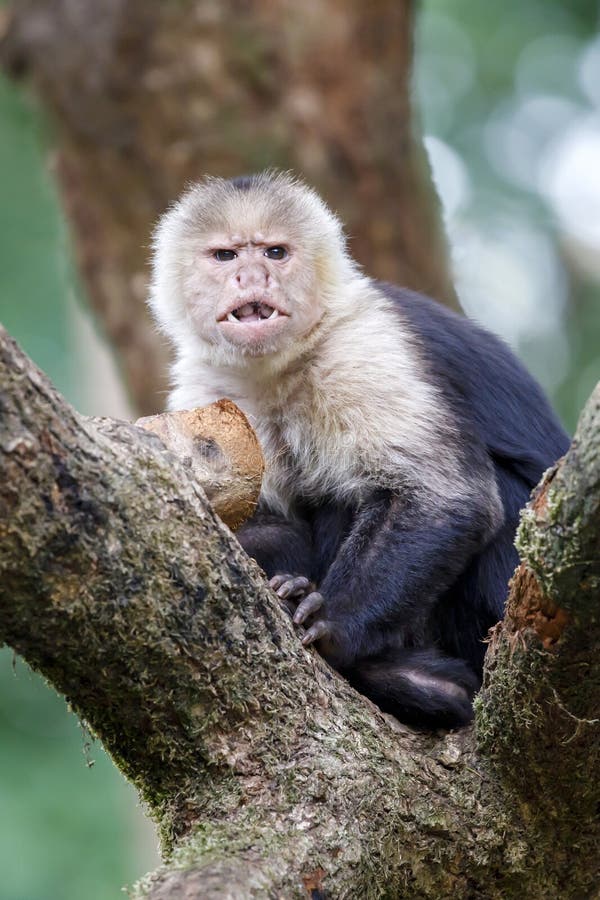 Colombian White-faced Capuchin Cebus Capucinus Stock Photo - Image of ...