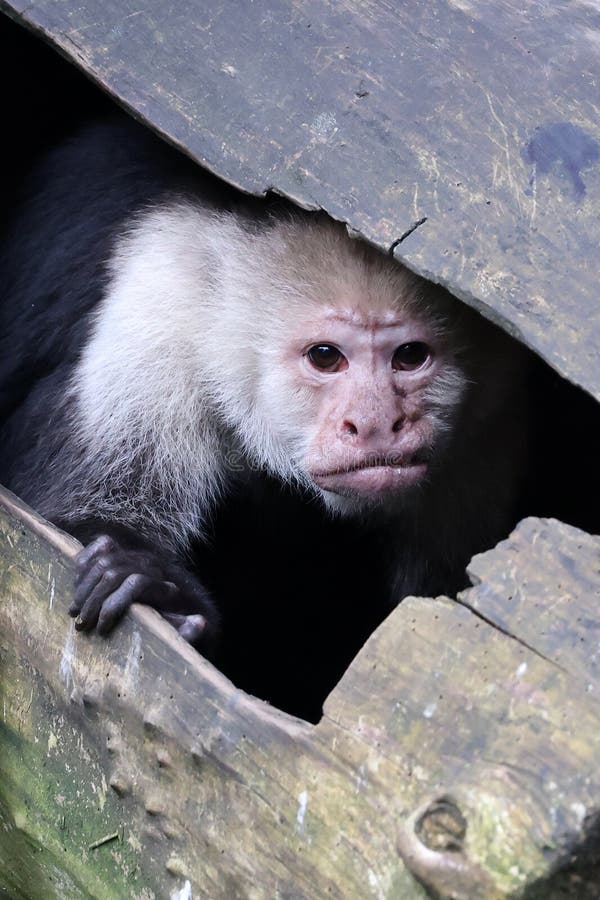 The Colombian White-faced Capuchin (Cebus Capucinus) Stock Photo ...