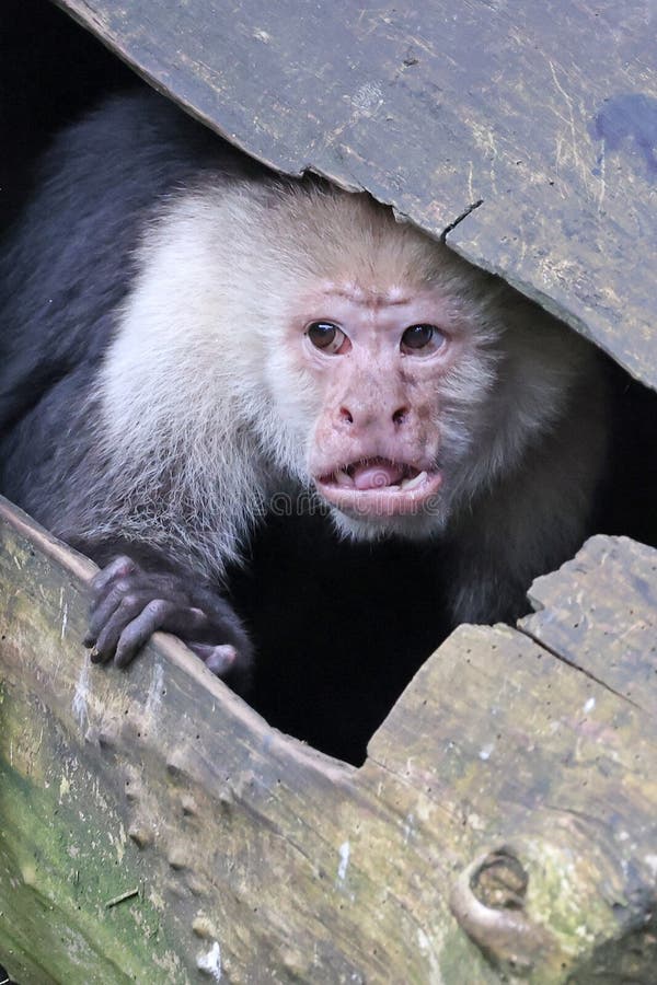 The Colombian White-faced Capuchin (Cebus Capucinus) Stock Image ...