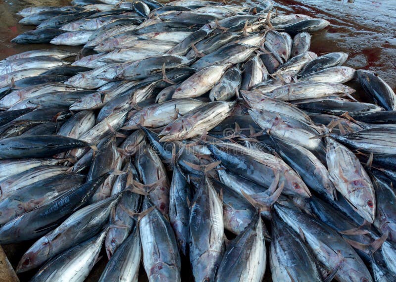 Colombo Fish Market photo stock. Image du marché, vente - 140093272