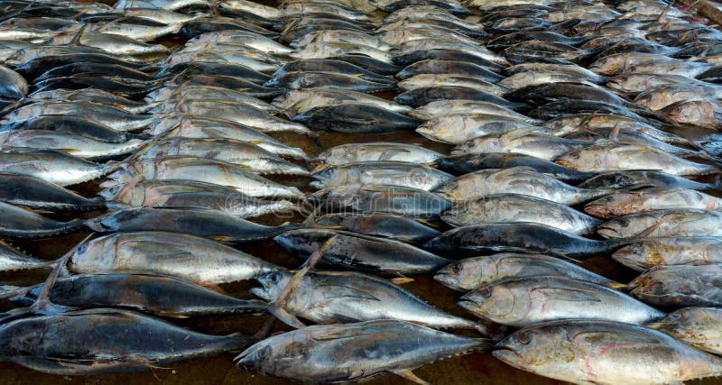 Colombo Fish Market photo stock. Image du achat, vente - 140093334