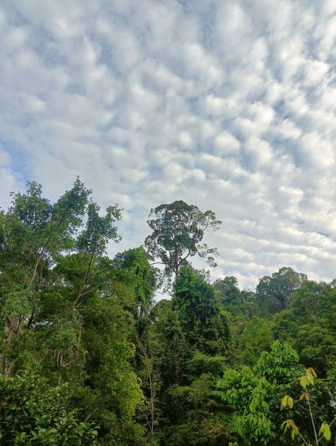 Colombus Cloud Over the Jungle in Borneo Stock Photo - Image of jungle ...