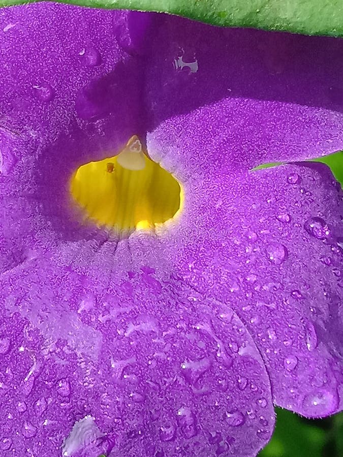 Colomby follower and bee stock photo. Image of violet - 196604510