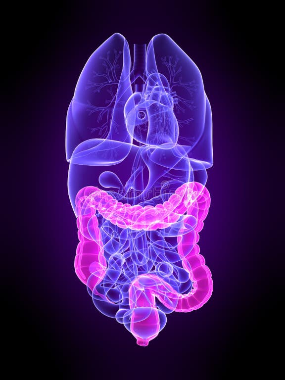 Organs Colon Stock Illustrations – 4,088 Organs Colon Stock ...