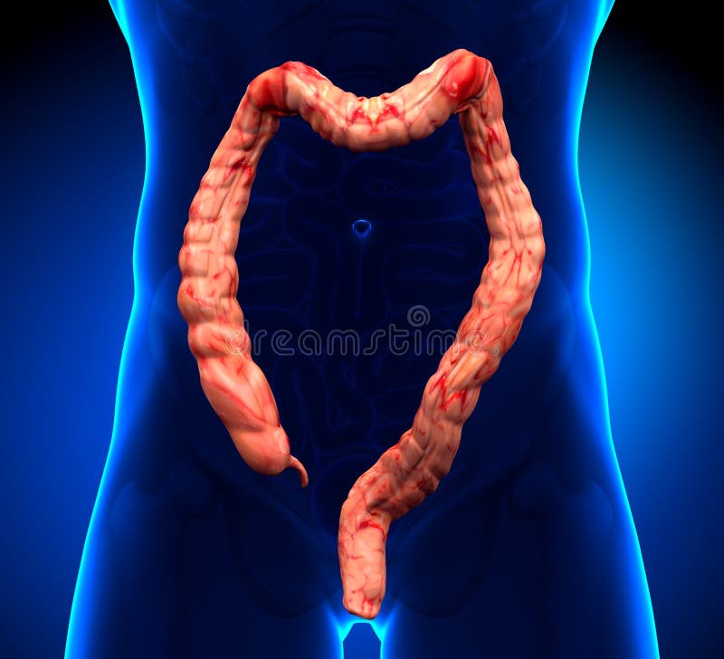 Colon Anatomy - real view stock illustration. Illustration of human ...