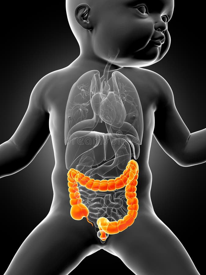The colon of a baby stock illustration. Illustration of rendering ...