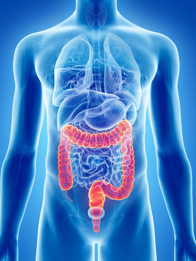 Colon stock illustration. Illustration of colon, gastric - 2462888