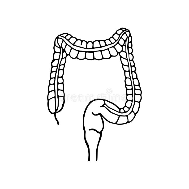 Colon Doodle Vector Illustration. Digestive System Line Icon Stock ...