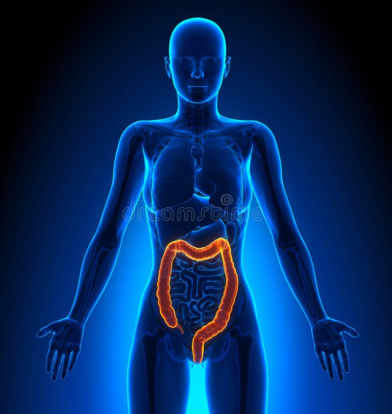 All Female Organs Human Anatomy Stock Illustration Illustration