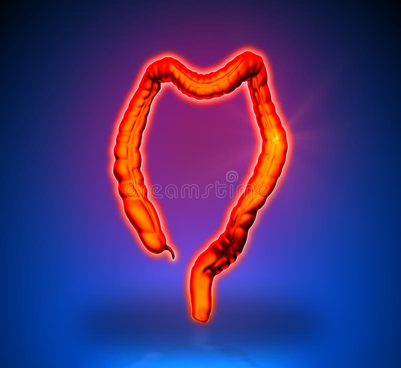 Colon / Large Intestine - Male Anatomy of Human Organs - X-ray View ...