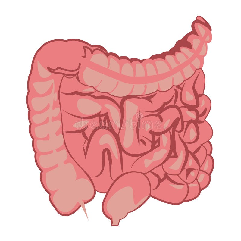 Colon, Intestinal Tract System Stock Vector - Illustration of system ...