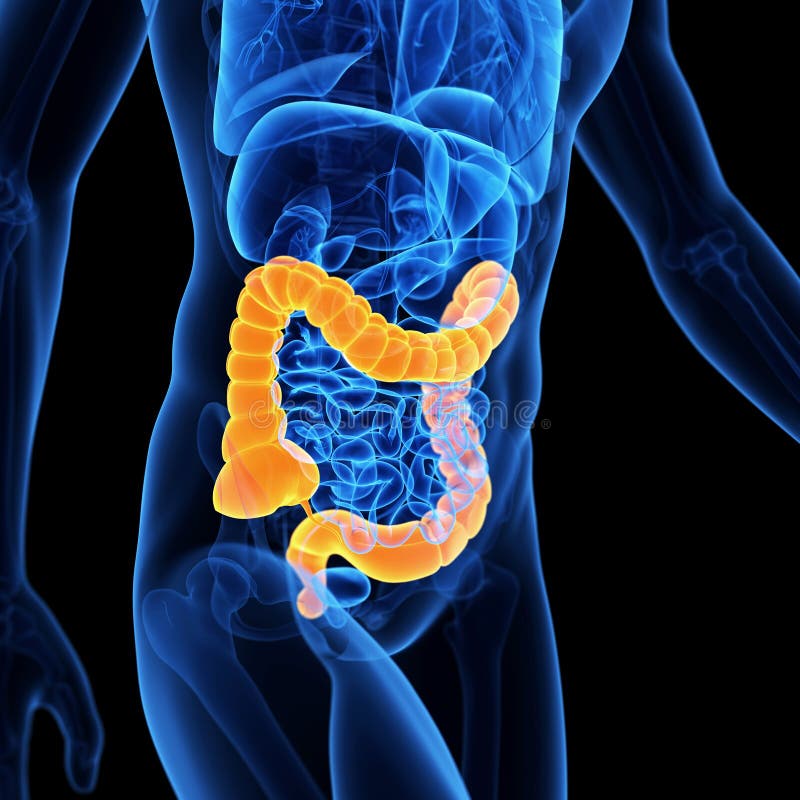 Visible colon stock illustration. Illustration of blue - 34776318