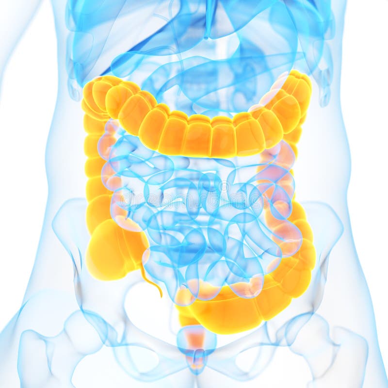 The colon stock illustration. Illustration of transparent - 45574257