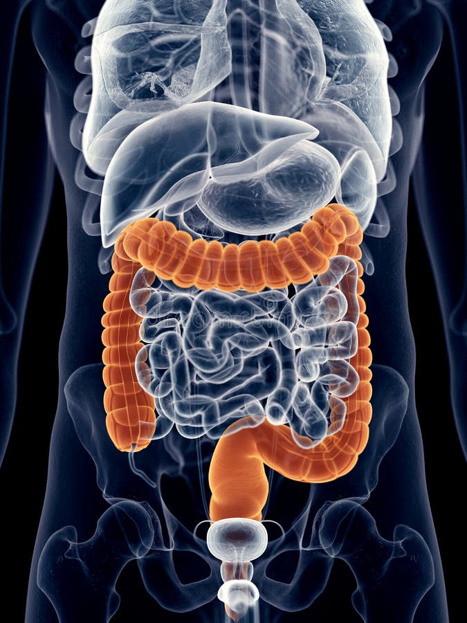 The colon stock illustration. Illustration of highlighted - 57000227