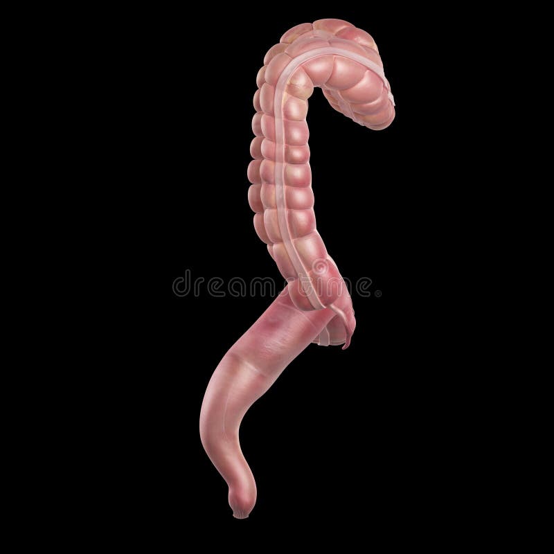 Illustration of the colon stock illustration. Illustration of human ...