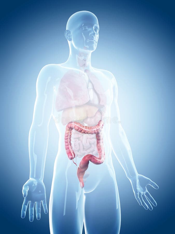 The colon stock illustration. Illustration of healthy - 59786320